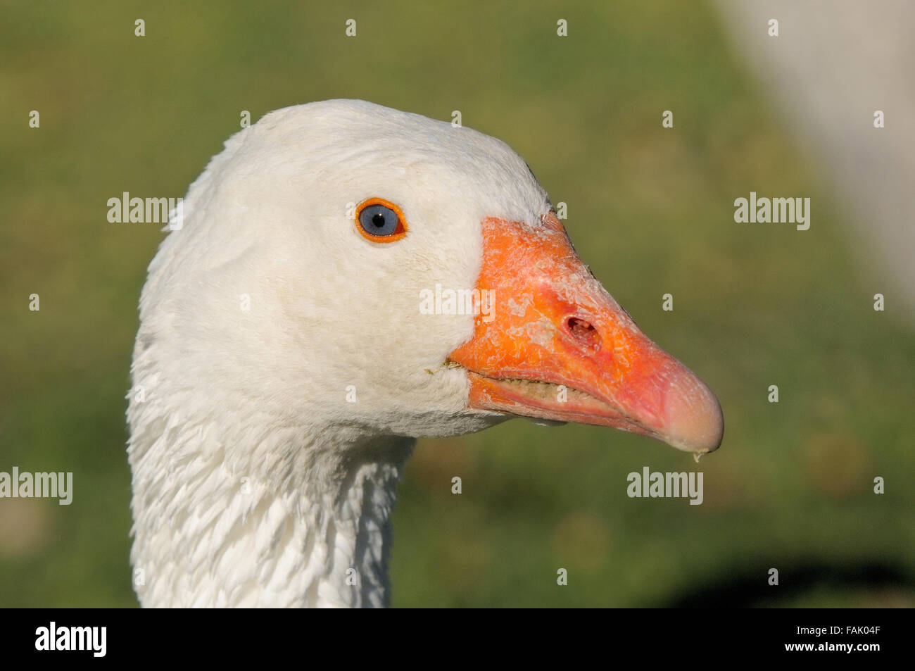 The Emden Goose is a breed of domestic goose Stock Photo - Alamy