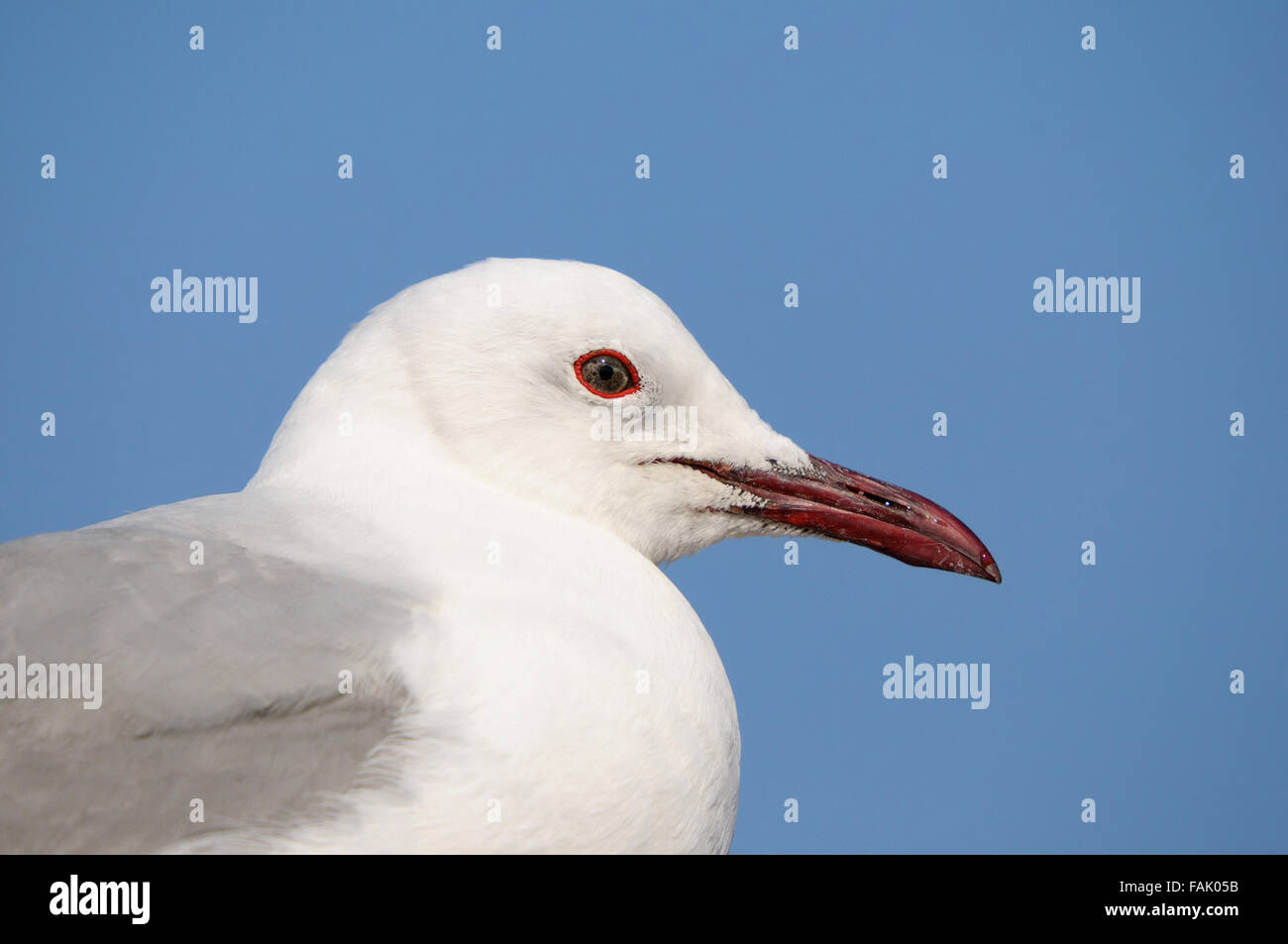 Grey-headed Gull at Walvisbay in Namibia Stock Photo - Alamy