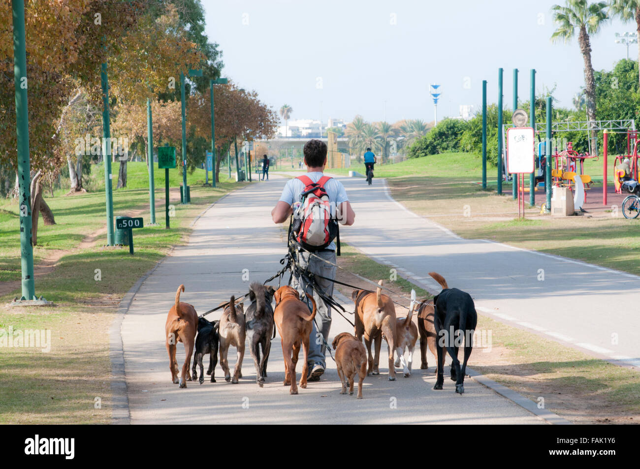 Back view of male dog walker hi-res stock photography and images - Alamy