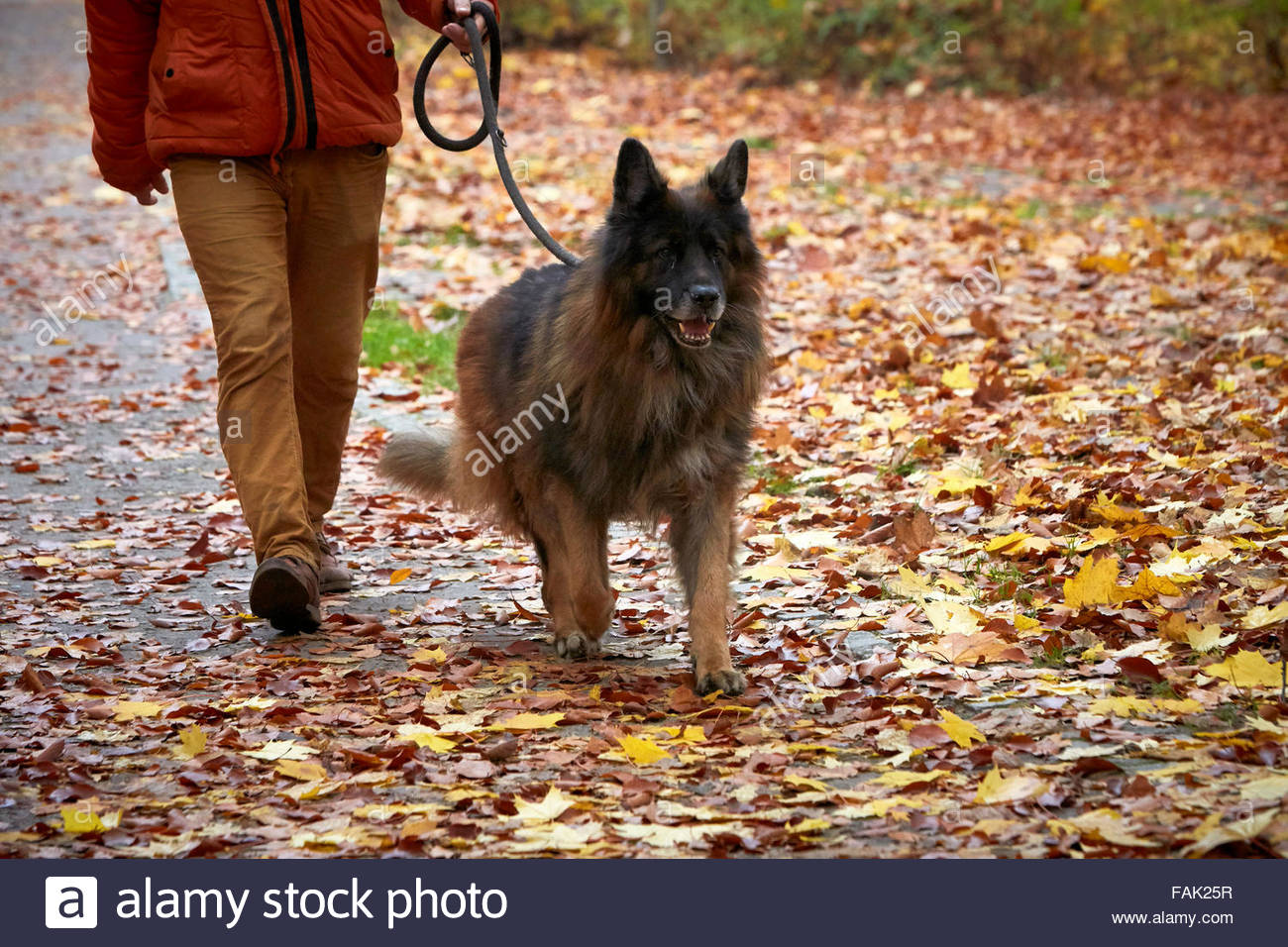 Man German Shepherd Stock Photos & Man German Shepherd Stock Images - Alamy
