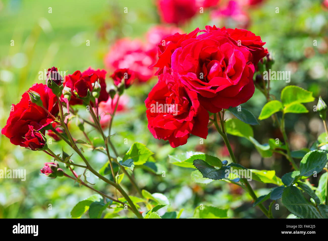 blossoming red roses plant in spring Stock Photo - Alamy