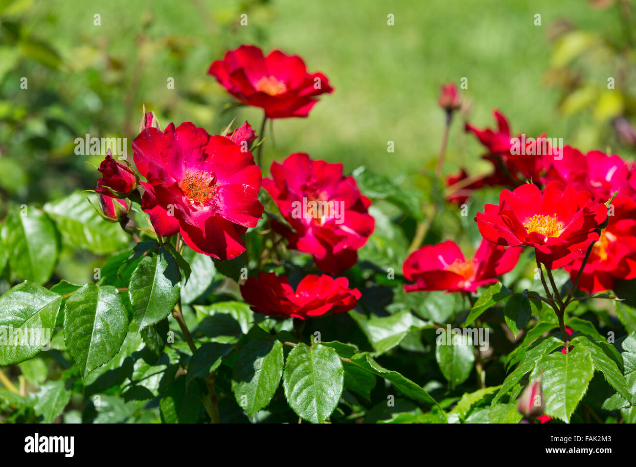 blossoming red roses plant at spring garden Stock Photo - Alamy