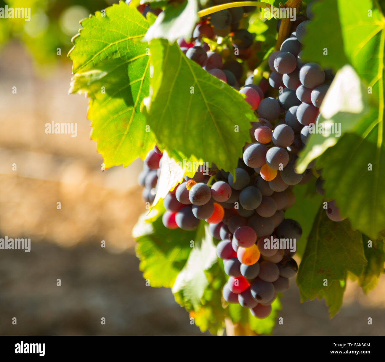 Close-up of bunch of grapes at vineyards plant in sunny day Stock Photo ...