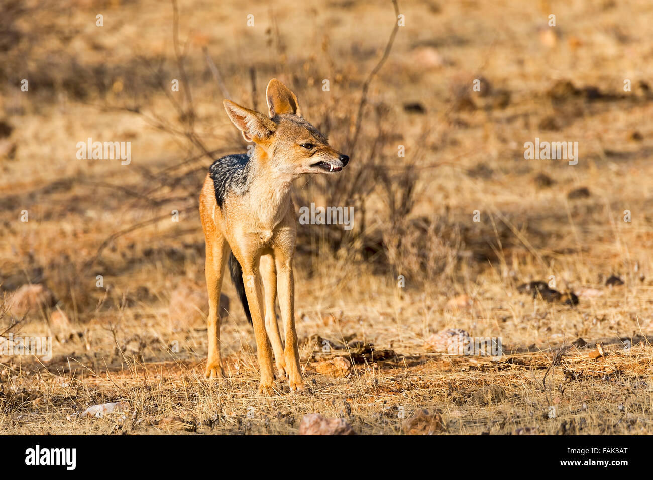 Black backed jackal snarling hi-res stock photography and images - Alamy