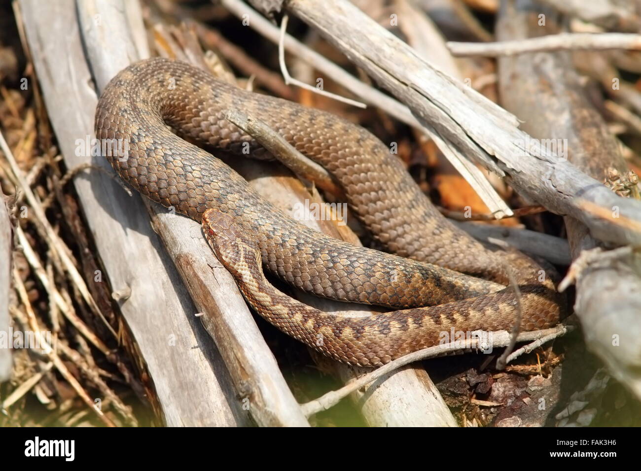 female european common adder basking in situ ( Vipera berus Stock Photo ...