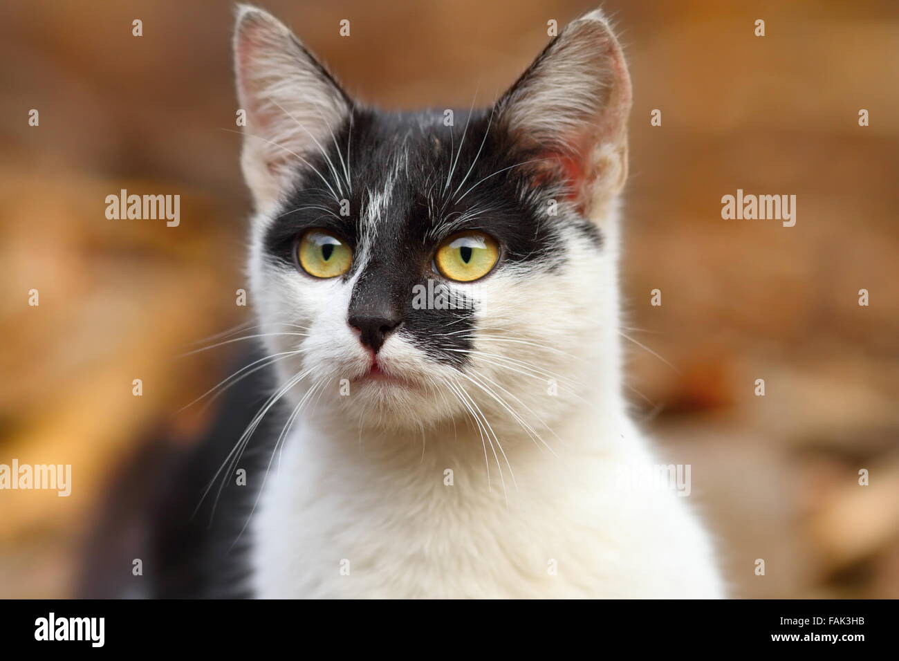 cute mottled cat portrait over out of focus background Stock Photo - Alamy