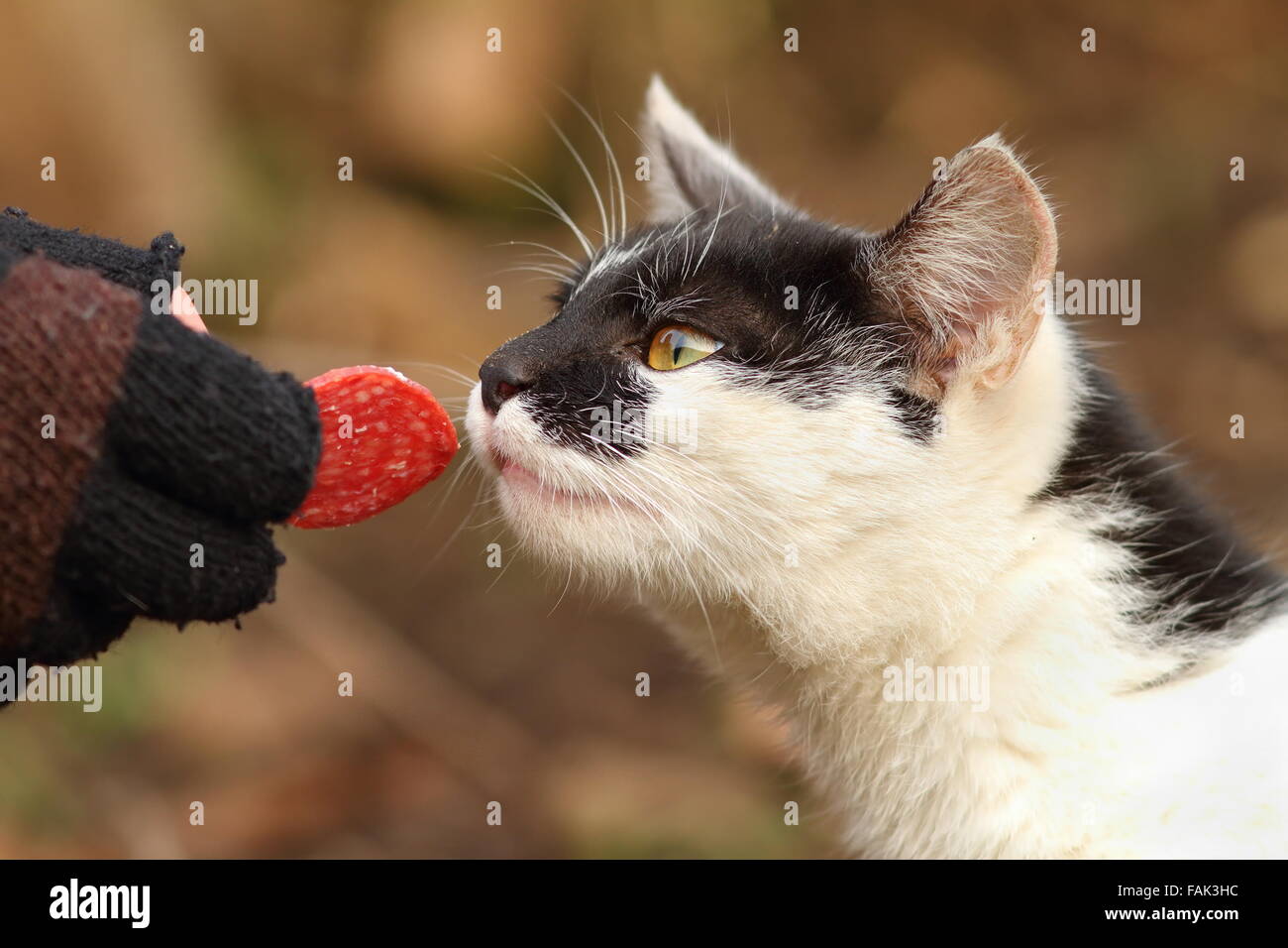 Tabby cat eating ham hi-res stock photography and images - Alamy