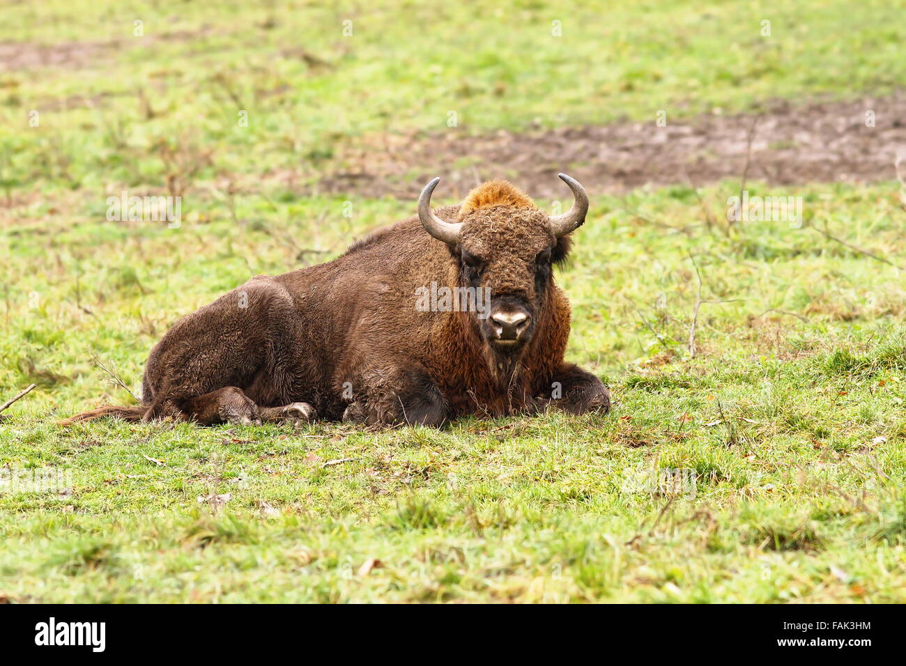 european bison, Hateg, Romania ( Bison bonasus Stock Photo - Alamy