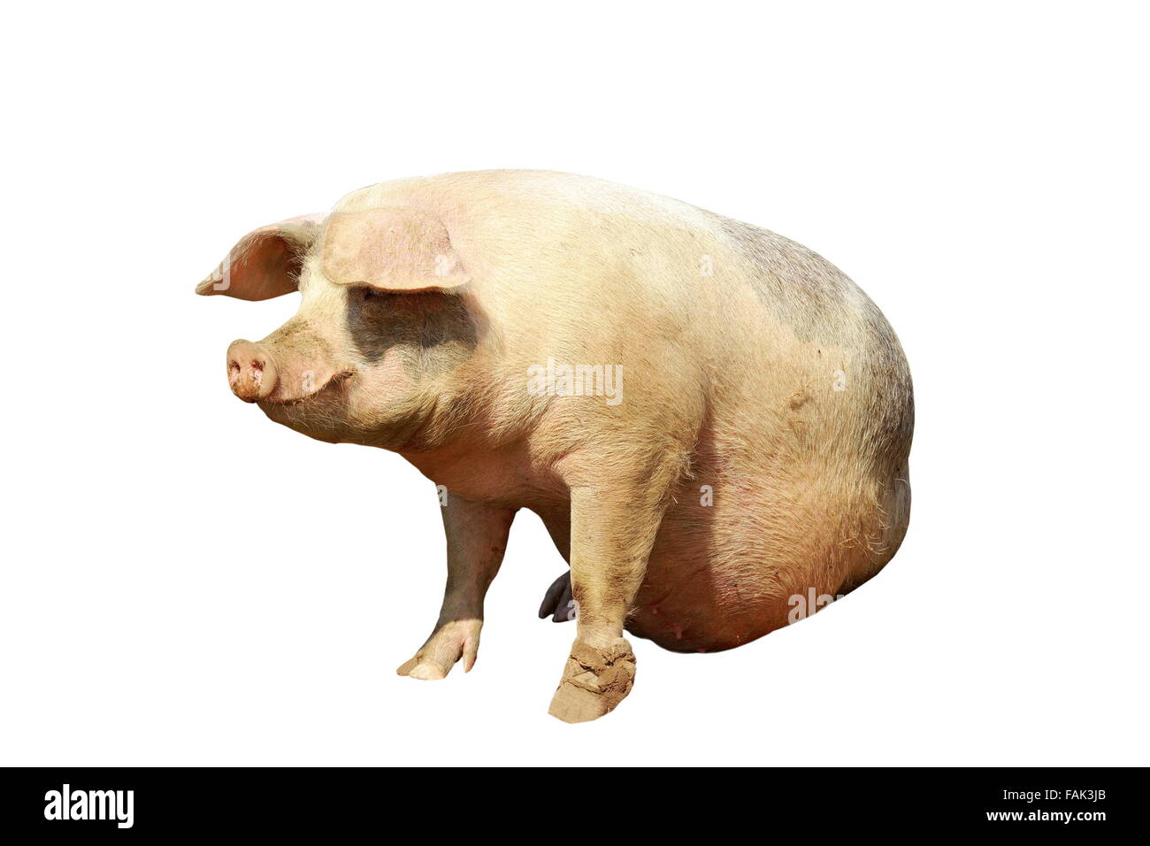 full length domestic pig isolated over white background Stock Photo - Alamy