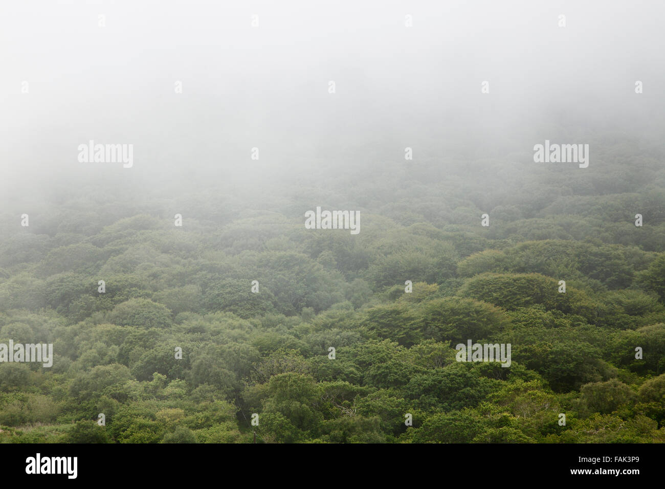 descending fog over the forest in the Derrynane Bay at the Ring of ...
