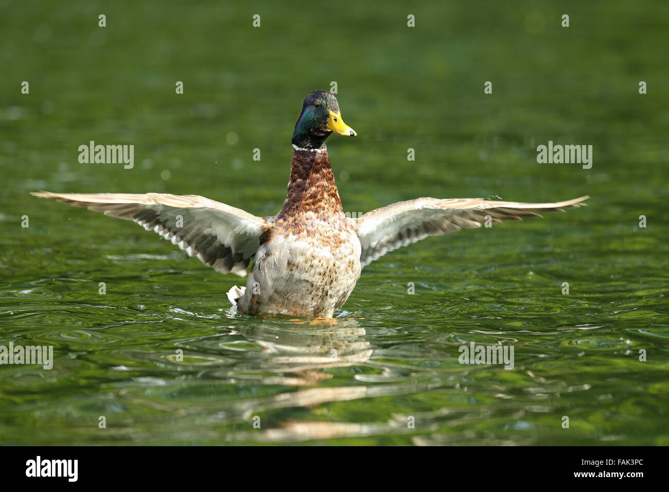 Flipping wings hi-res stock photography and images - Alamy
