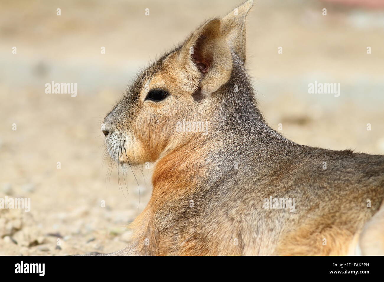 portrait of patagonian cavy or mara ( Dolichotis patagonum Stock Photo ...