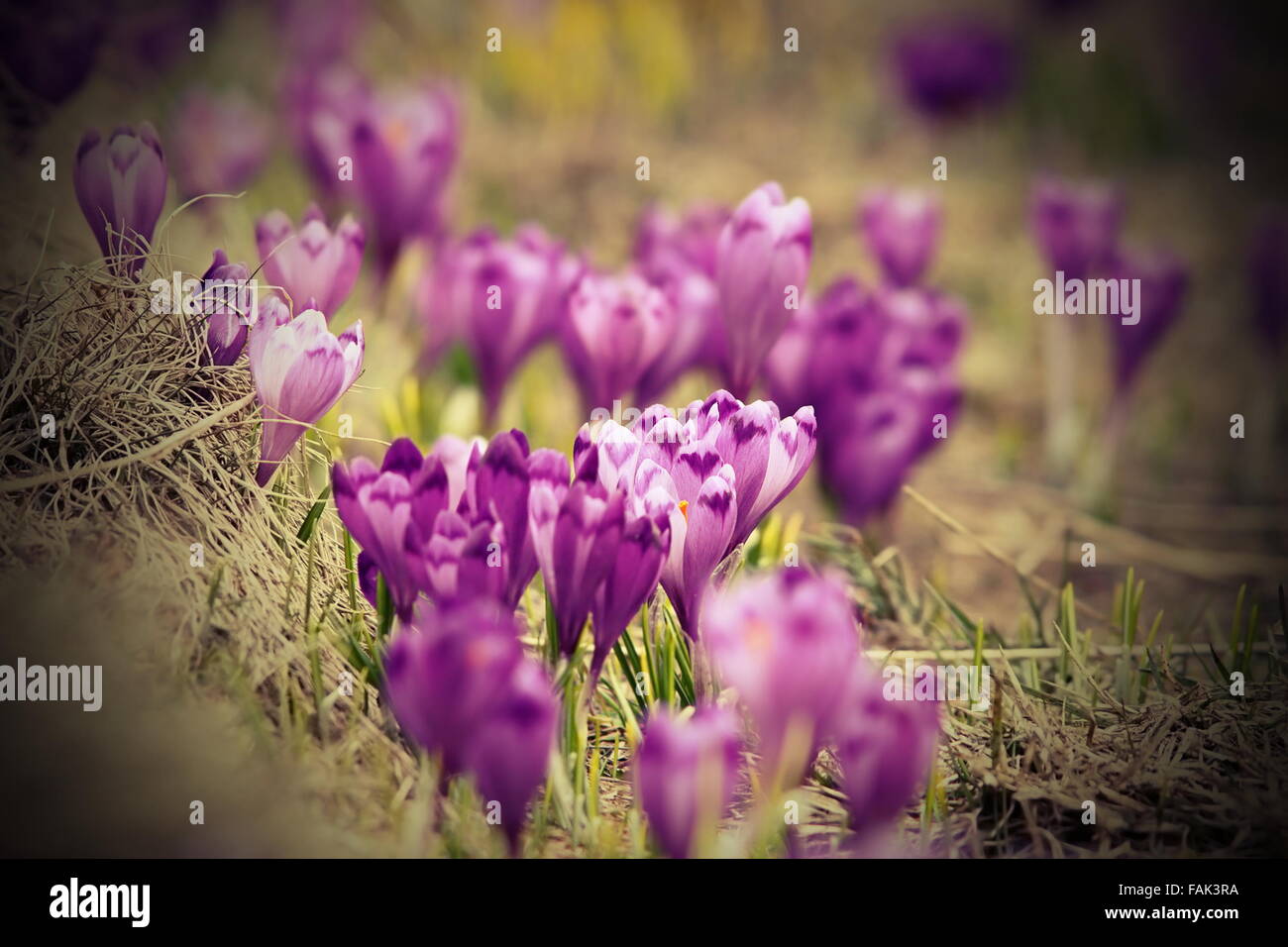 spring purple flowers, crocuses on mountain meadow ( Crocus sativus ...