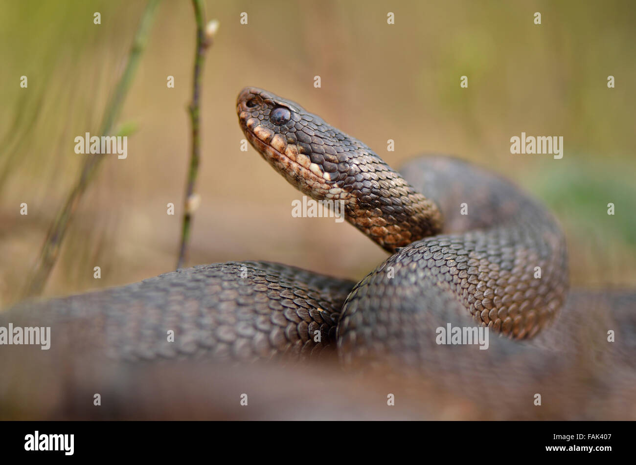 Viper head hi-res stock photography and images - Alamy