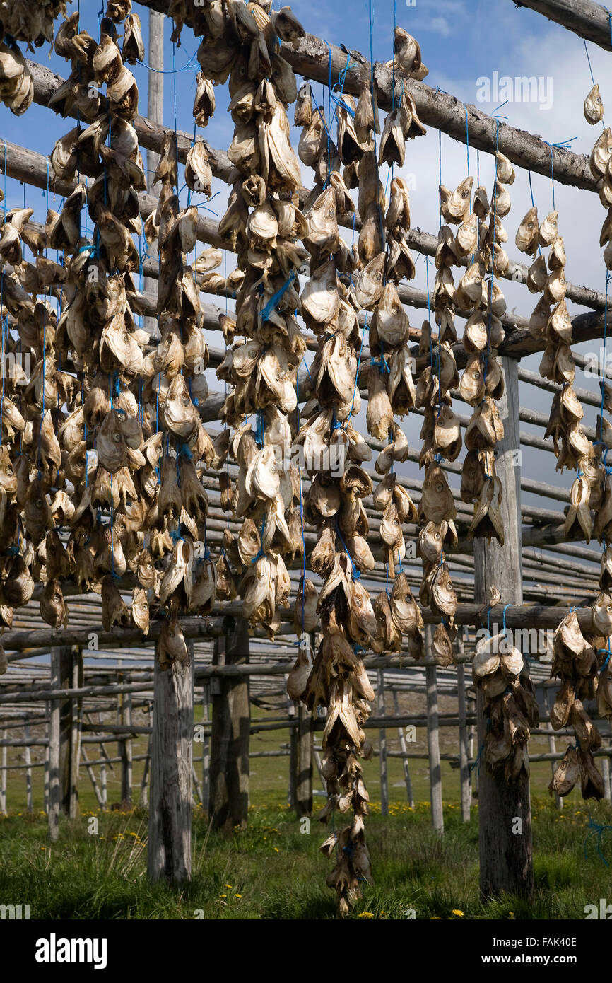 Stockfish hanging up to dry on rack, Iceland Stock Photo - Alamy