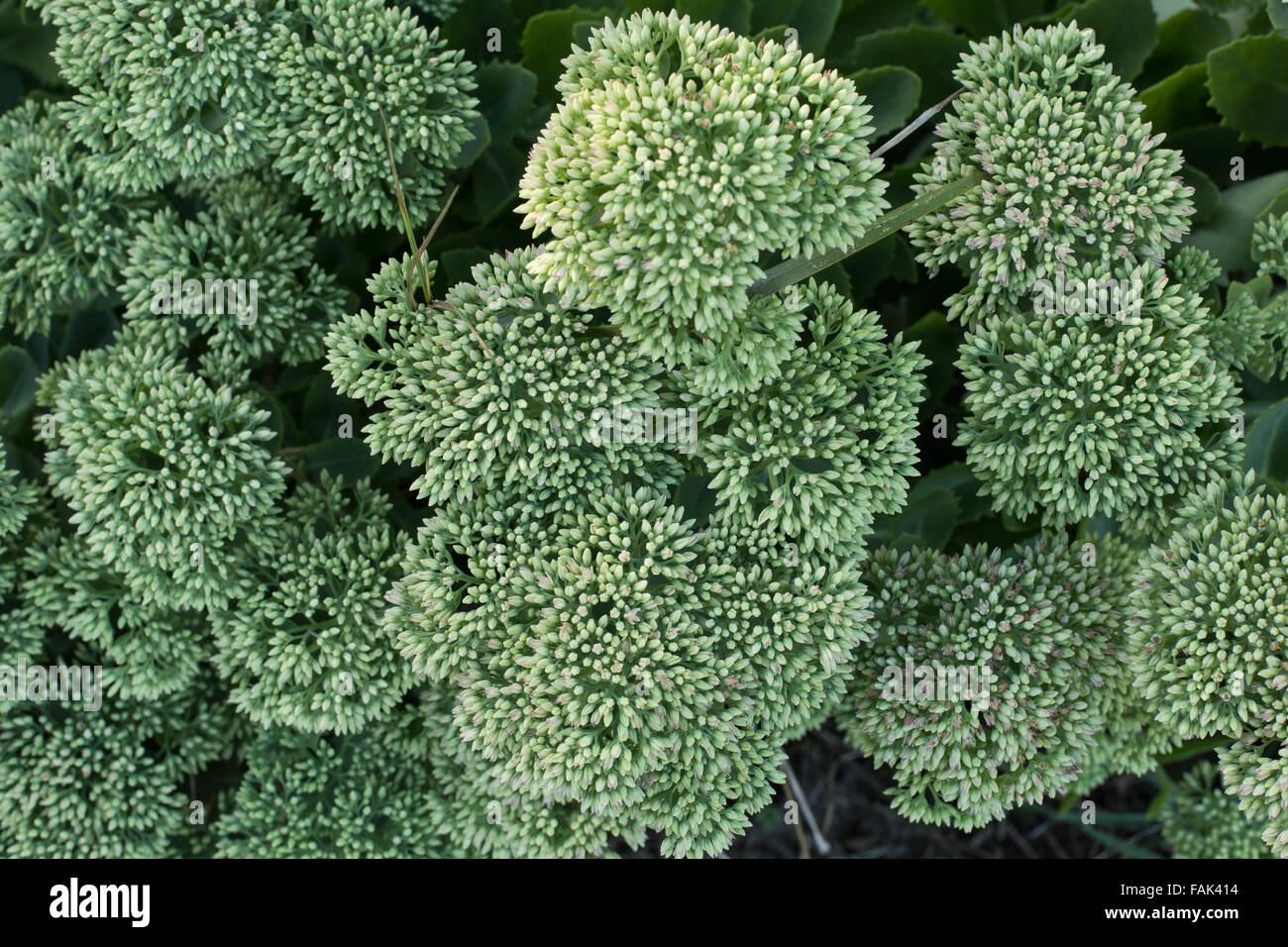 budding roadside plants Stock Photo - Alamy