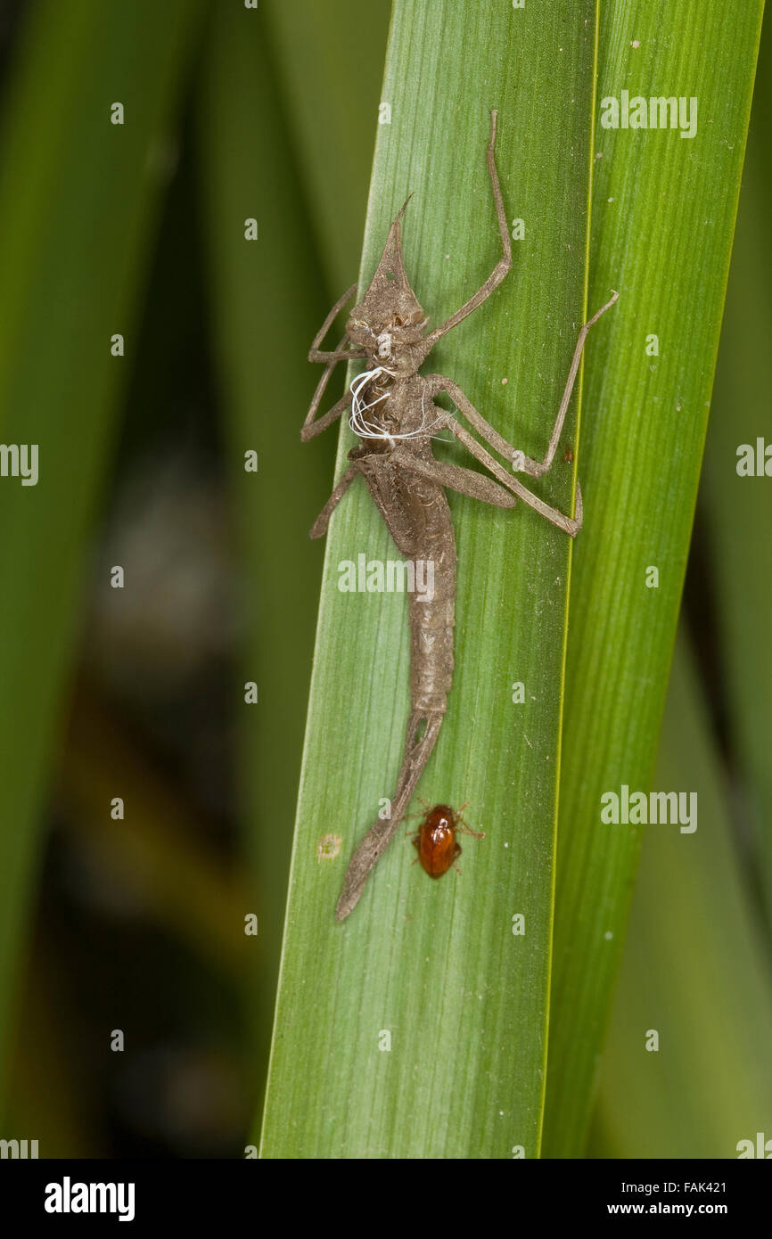 Banded blackwings, exuviae, larva, larvae, Gebänderte Prachtlibelle ...