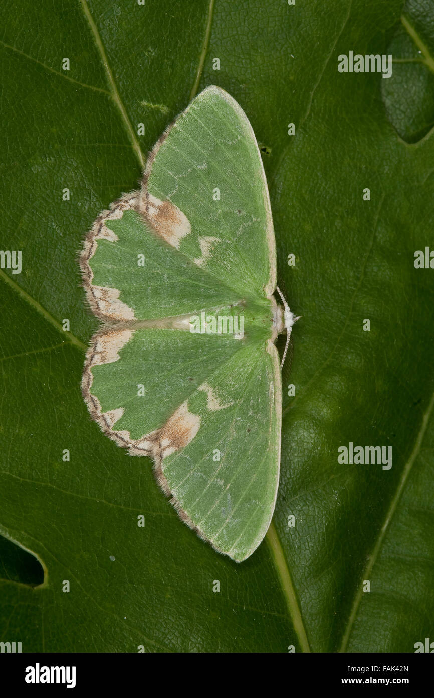 Blotched emerald, Pustelspanner, Eichenwald-Grünspanner, Comibaena ...