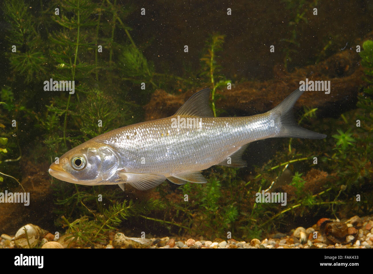 Asp, Rapfen, Schied, Raap, Aspius aspius, Leuciscus aspius, L’Aspe ...