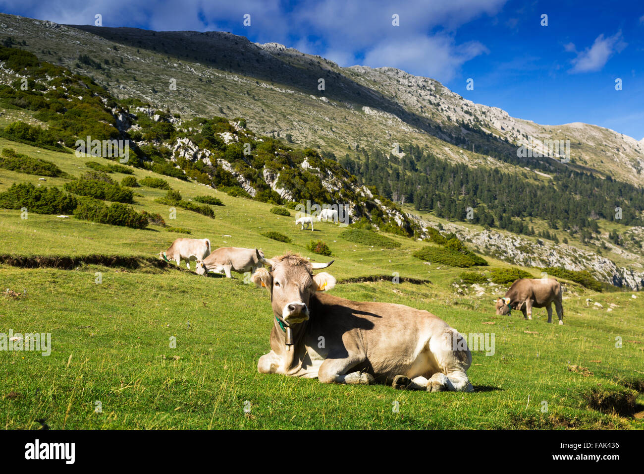Few cows in mountain meadow Stock Photo - Alamy