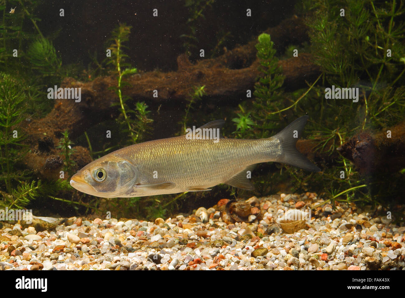 Aspius hi-res stock photography and images - Alamy