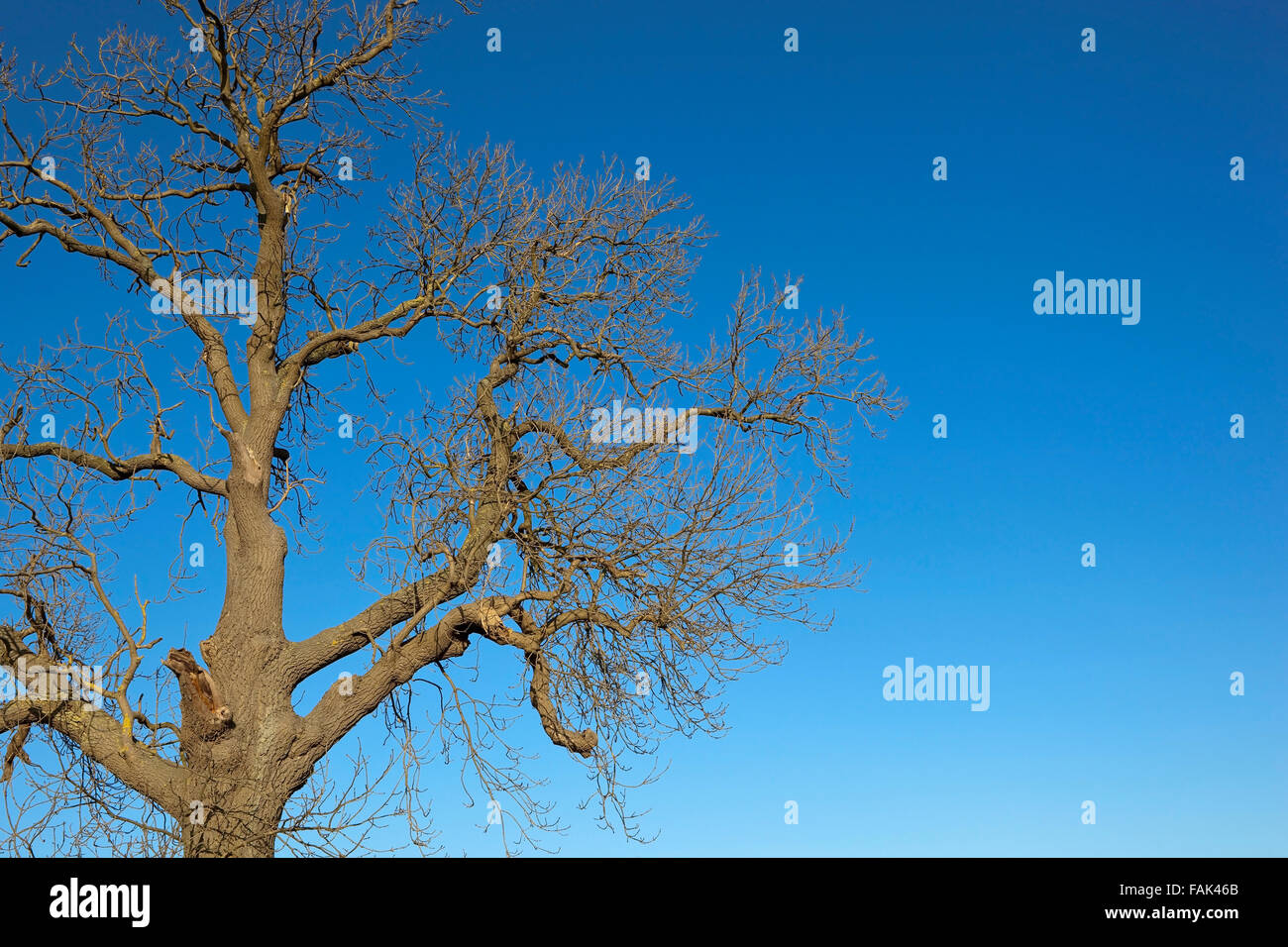 A leafless winter Ash tree, "Fraxinus excelsior" with patterned bark ...