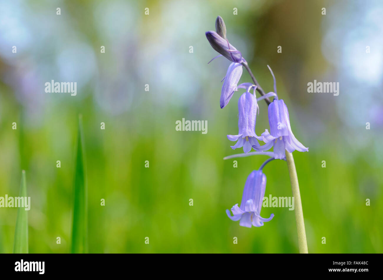 Nodding flowers on a stem of bluebell with soft green background Stock ...