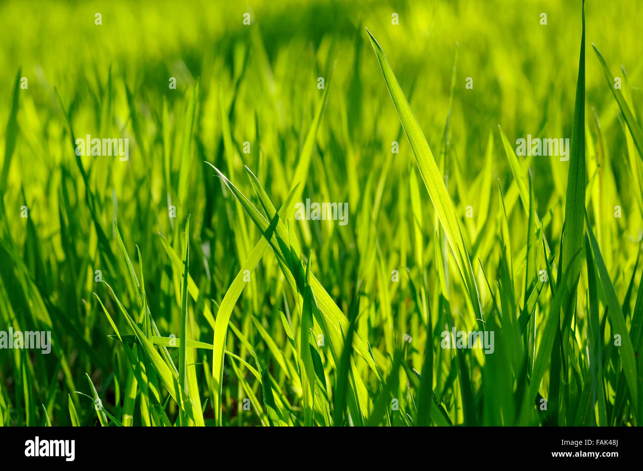 Blades of grass glowing bright green in clear spring sunshine Stock ...