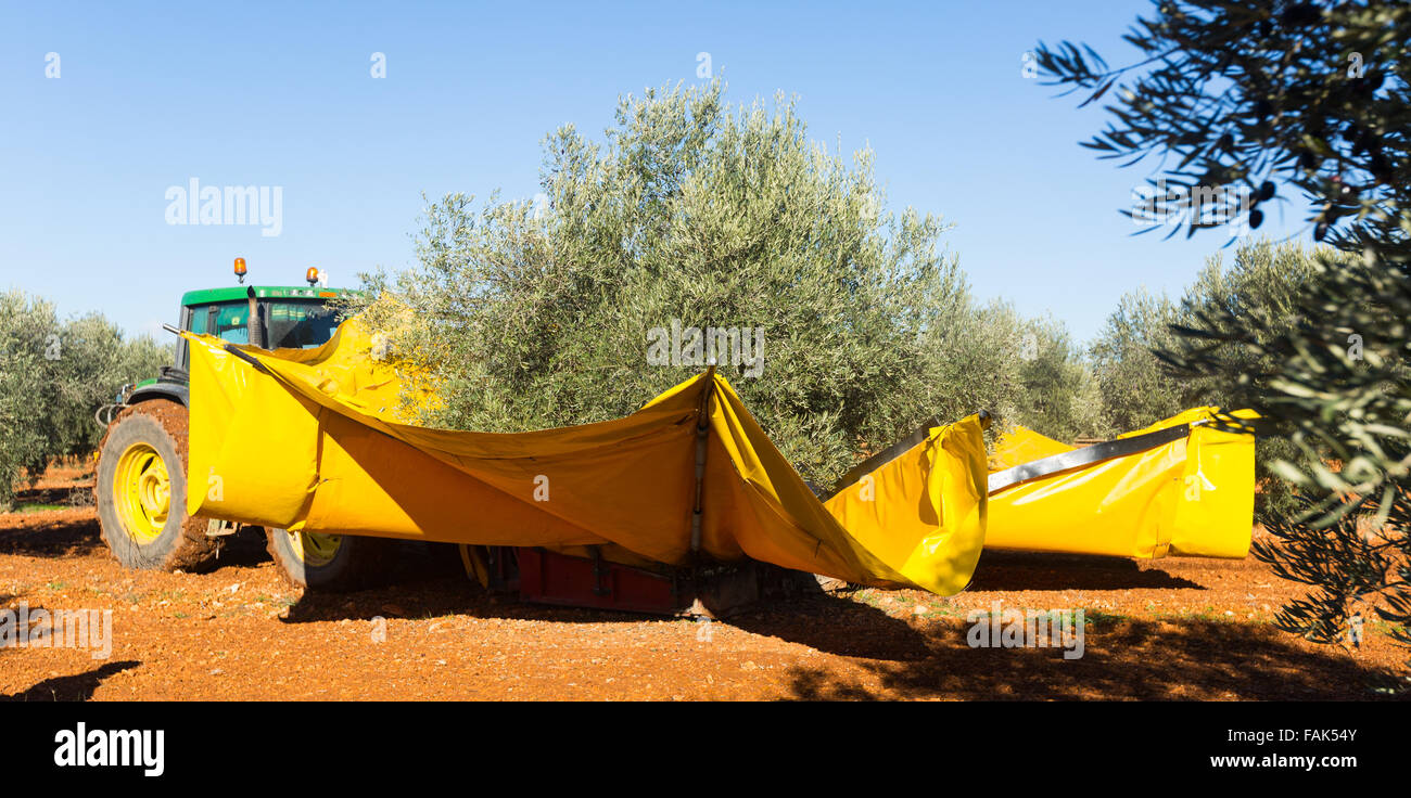 Mechanized collection of olives at agricultural plant Stock Photo - Alamy
