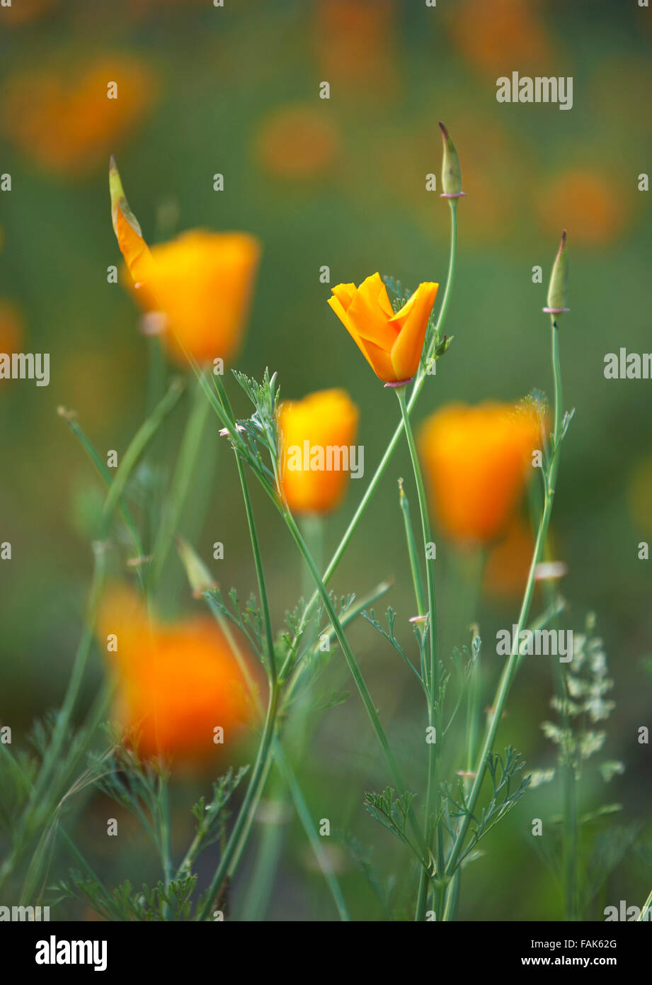 Orange poppies hi-res stock photography and images - Alamy