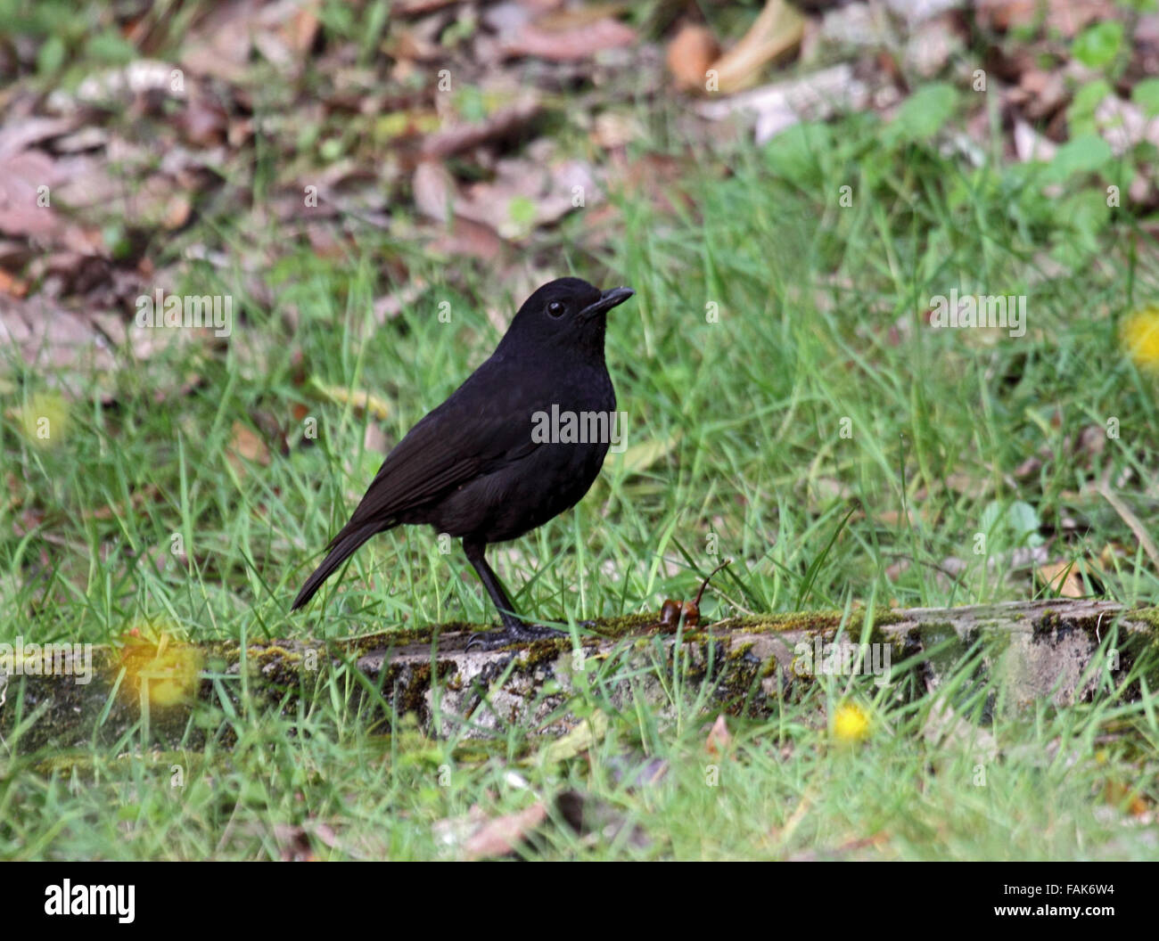 Sunda thrush hi-res stock photography and images - Alamy