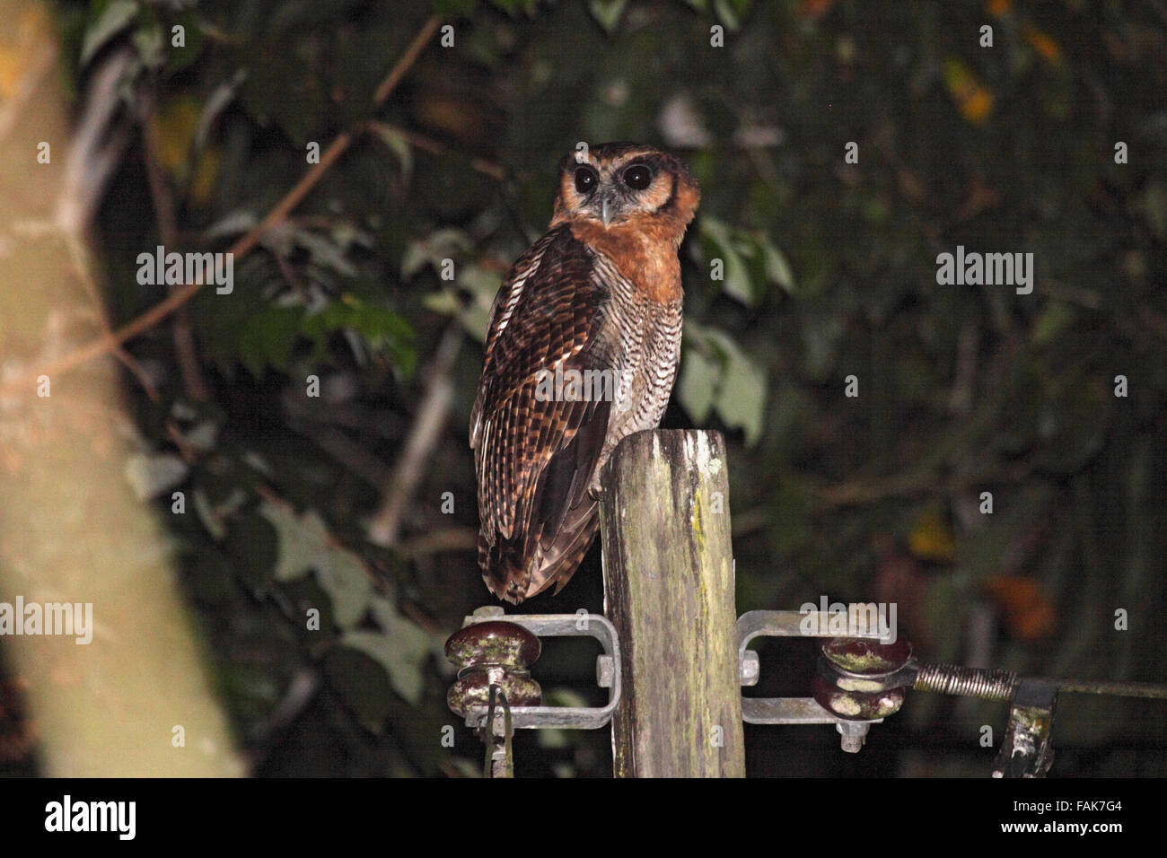 Brown wood owl perched on power post in Sabah Borneo Stock Photo - Alamy