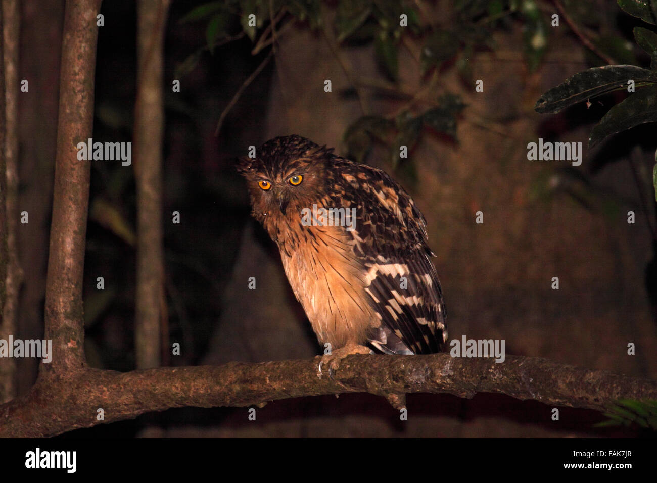 Buffy fish owl in Sabah Borneo Stock Photo - Alamy
