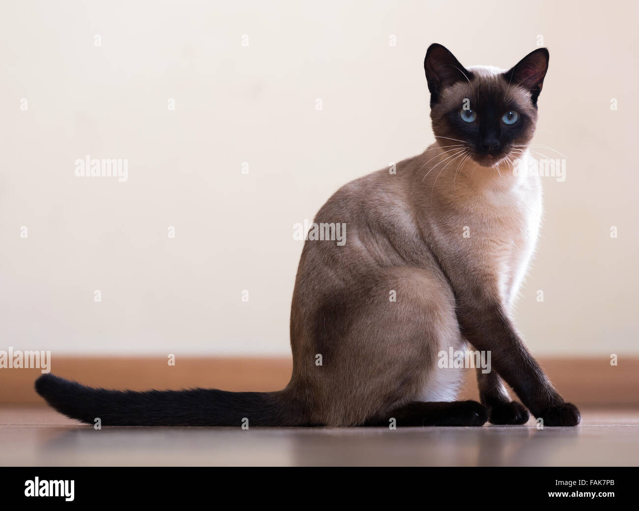 Sitting and looking Siamese cat on floor Stock Photo - Alamy