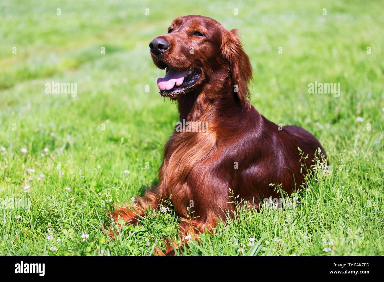 Red Irish Setter lying on grass Stock Photo - Alamy