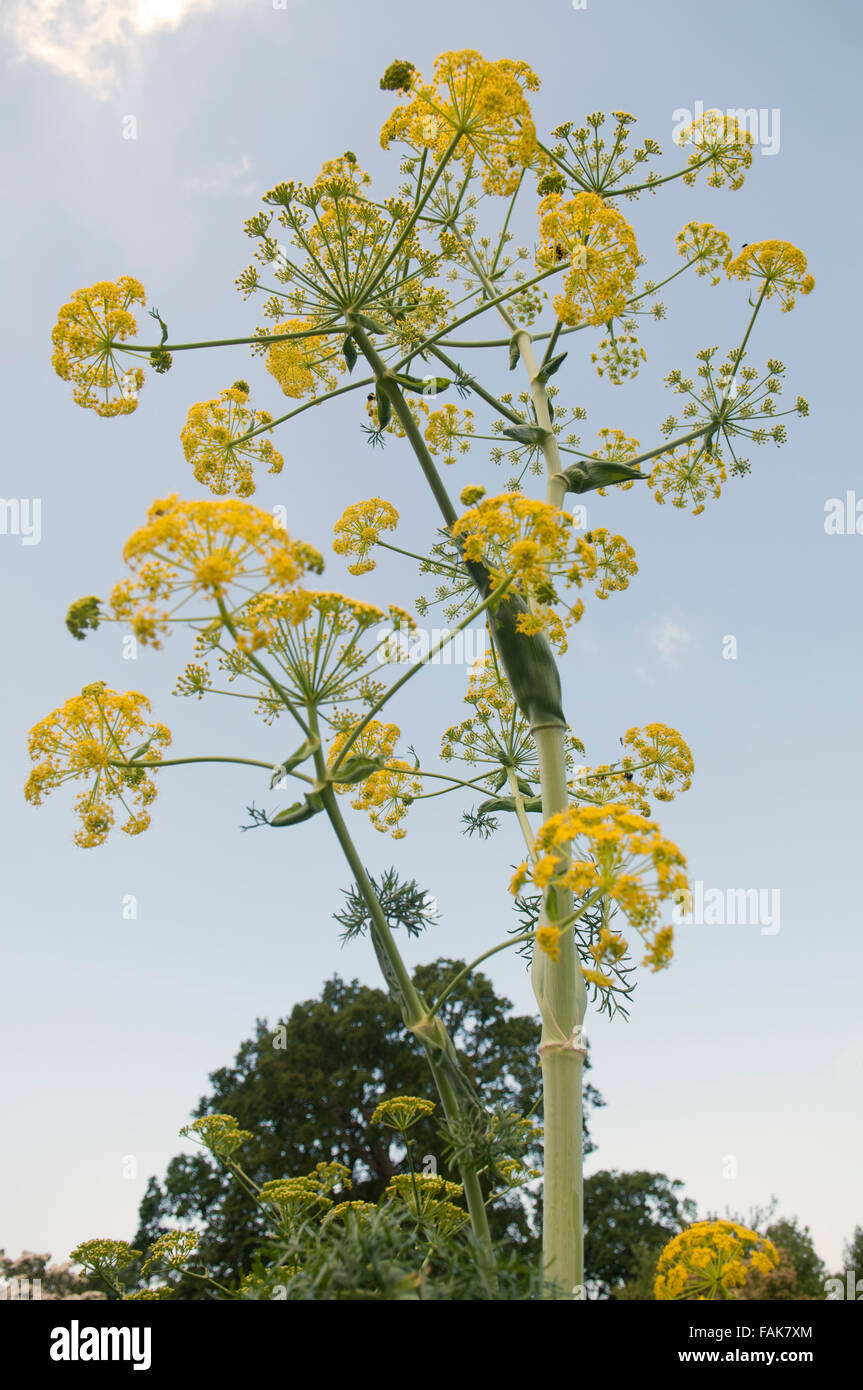 Ferula High Resolution Stock Photography and Images - Alamy