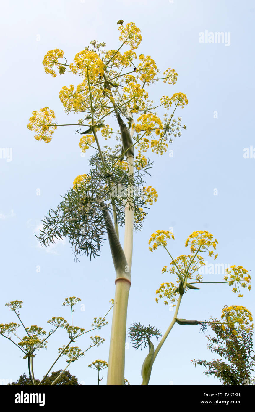 Ferula hi-res stock photography and images - Alamy