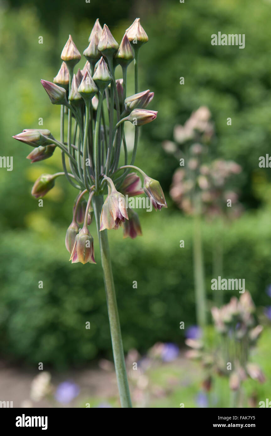 Nectaroscordum hi-res stock photography and images - Alamy