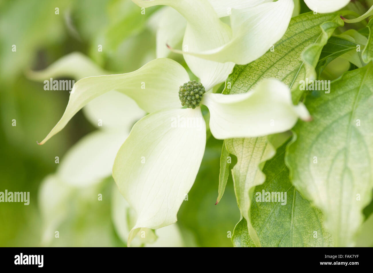 CORNUS KOUSA AUTUMN ROSE Stock Photo - Alamy