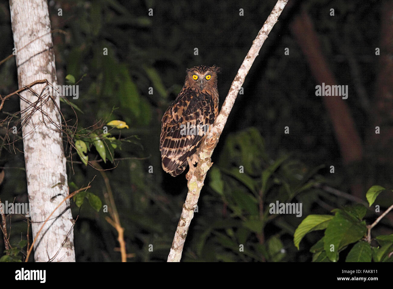 Buffy fish owl in jungle in Sabah Borneo Stock Photo - Alamy