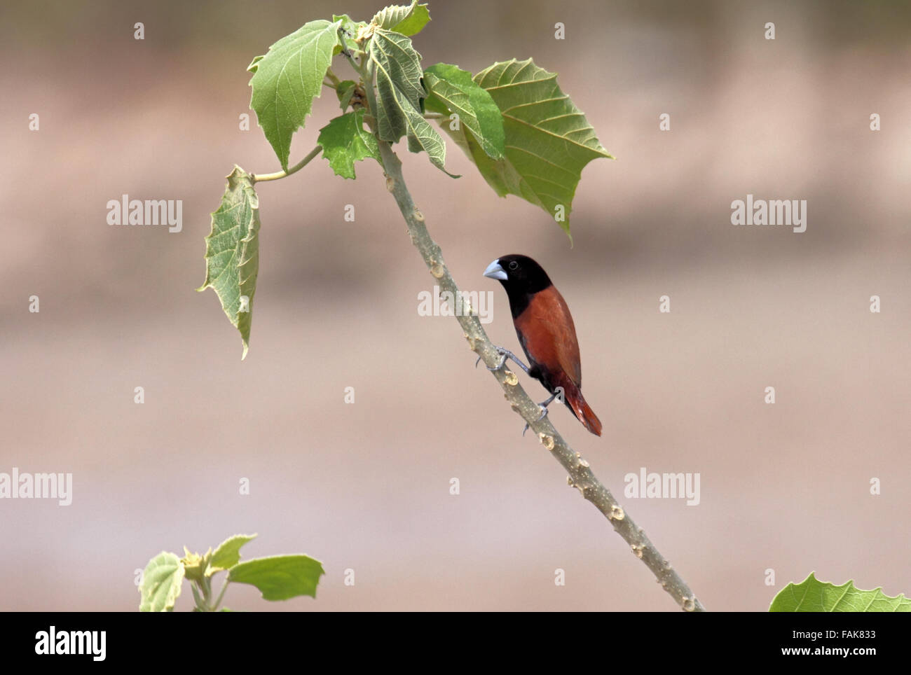 Chestnut munia in Sabah Borneo Stock Photo - Alamy