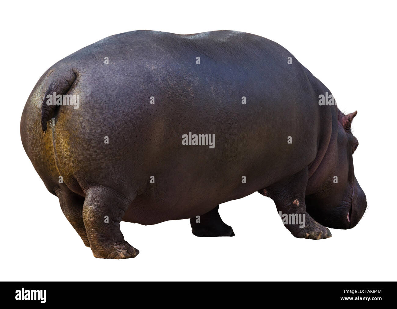 Male hippopotamus. Isolated over white background Stock Photo - Alamy