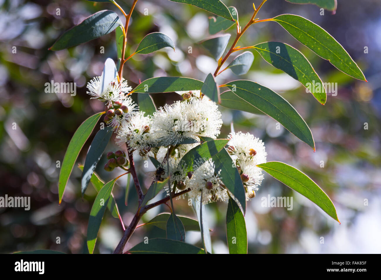 Eucalyptus diversifolia hi-res stock photography and images - Alamy