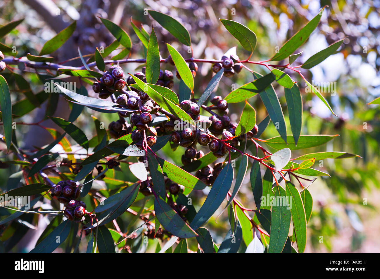 Closeup of soap mallee leaves (Eucalyptus diversifolia) plant Stock ...
