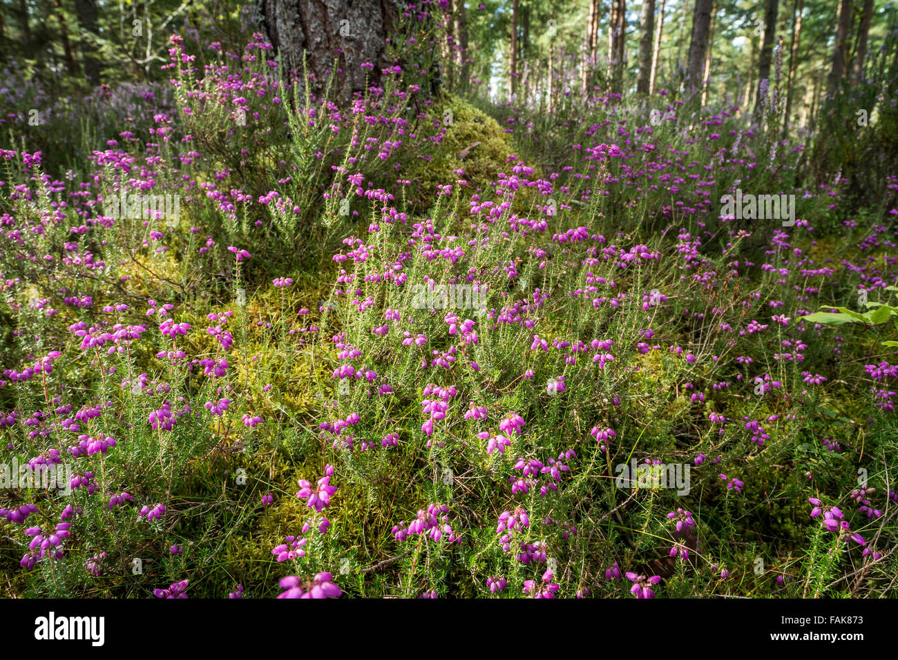 Scottish National Flower High Resolution Stock Photography and Images ...