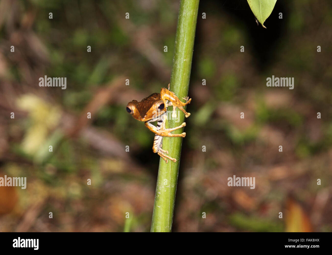 File eared tree frog on leaf stem in Sabah Borneo Stock Photo - Alamy