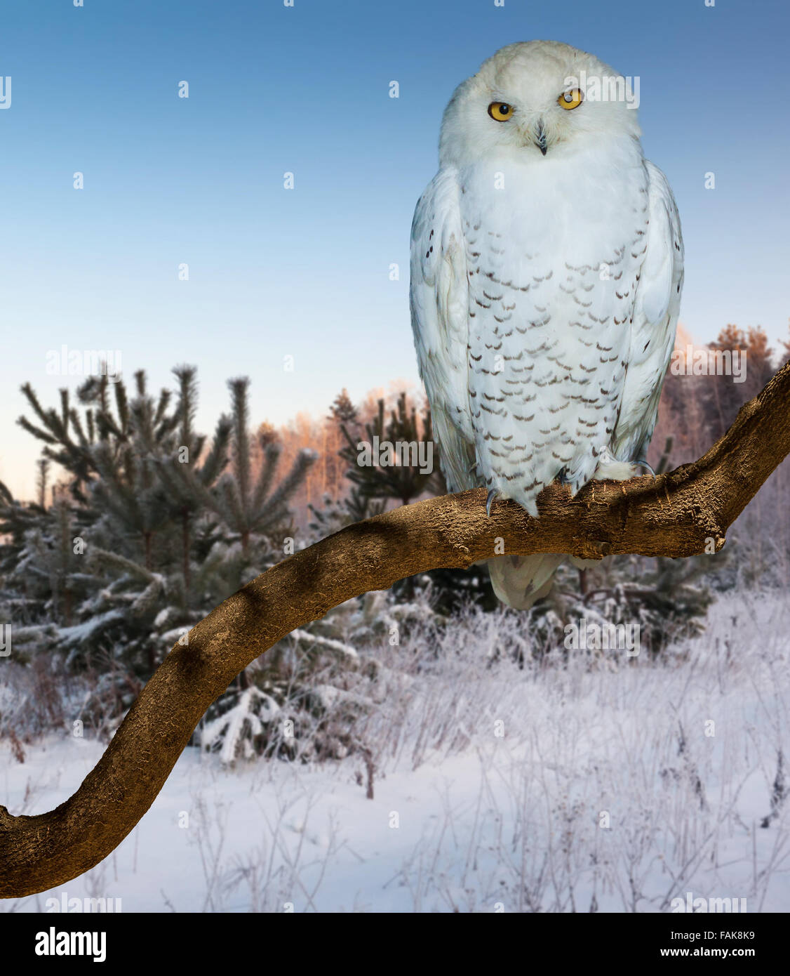 Sitting snowy owl at wildness Stock Photo - Alamy