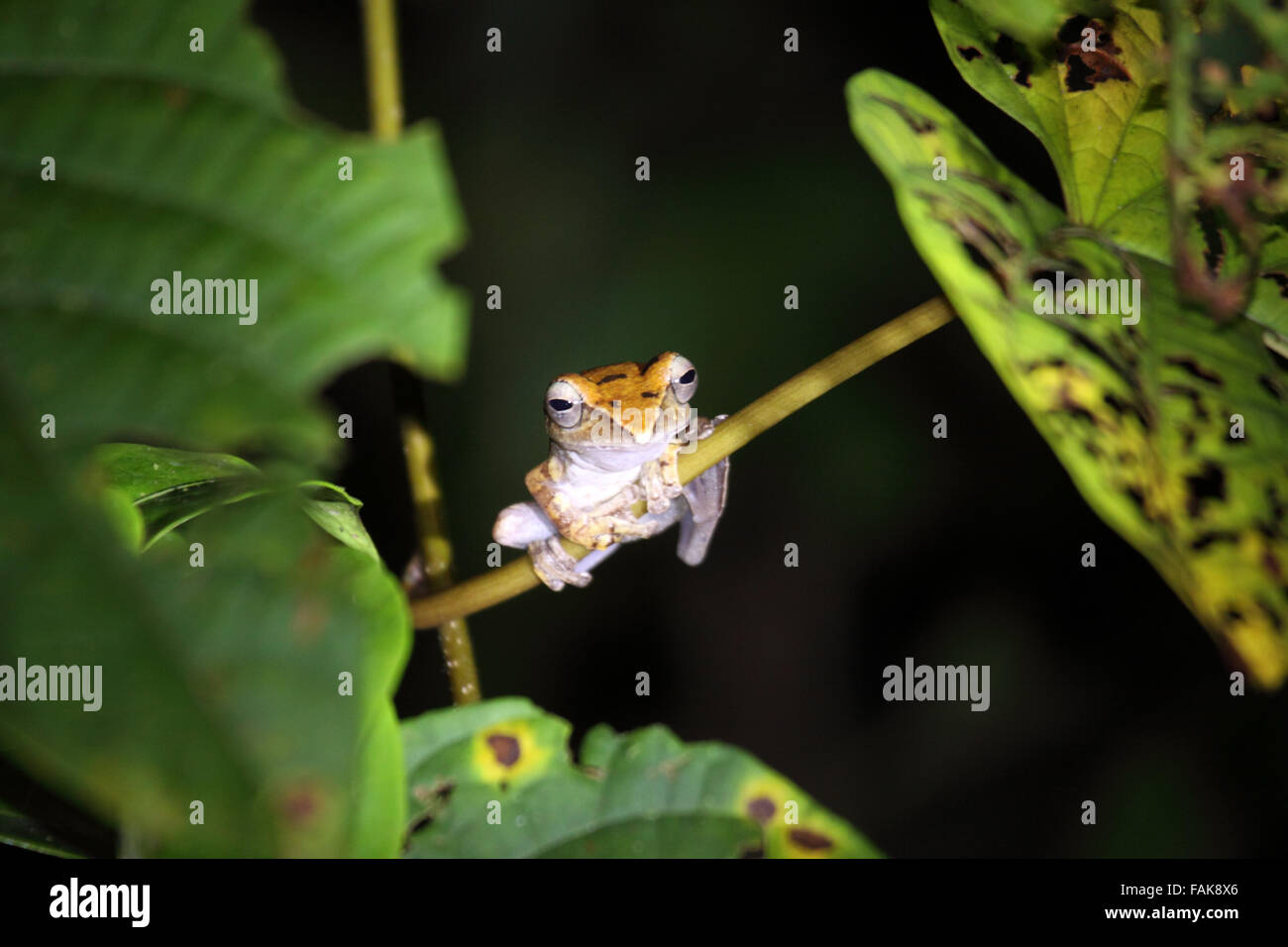 File eared tree frog on leaf stem in Sabah Borneo Stock Photo - Alamy