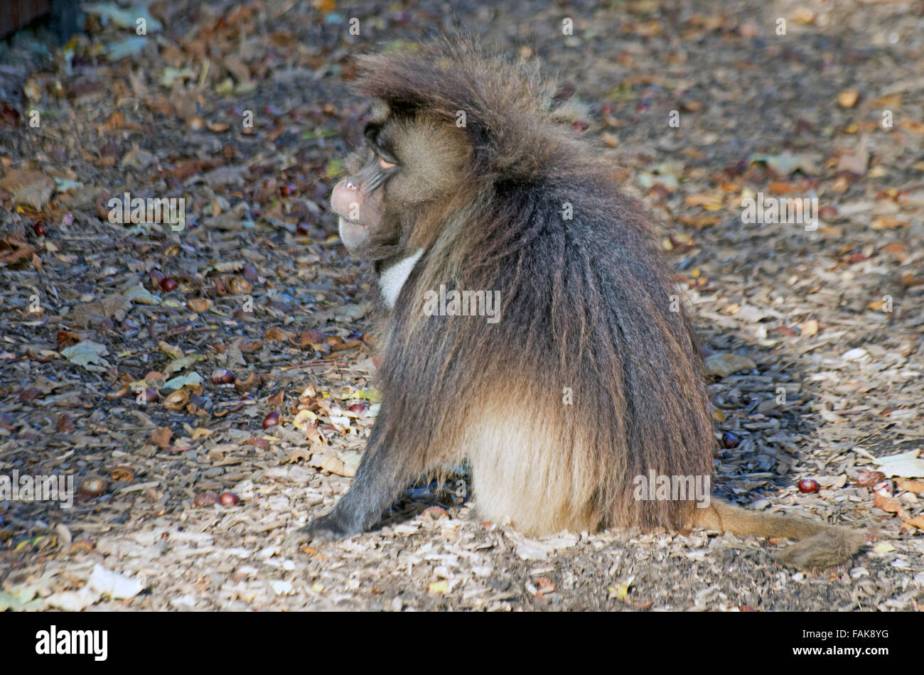 Gelada Baboon, Theropithecus Gelada, Etyiopia, Africa, Zoo, Captive ...