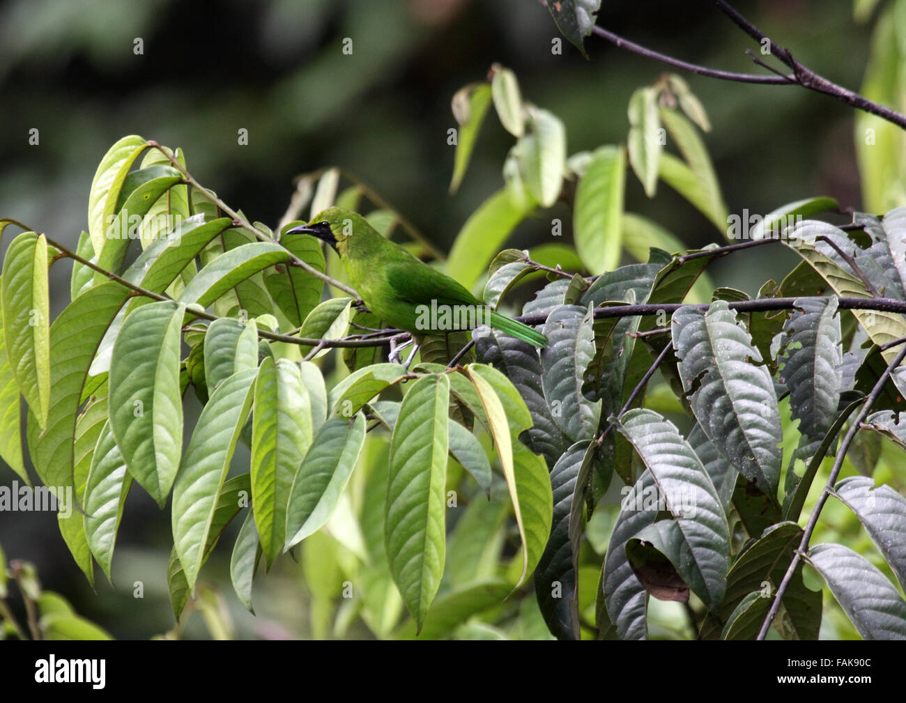 Greater green leafbird foraging in upper canopy of rainforest tree in ...
